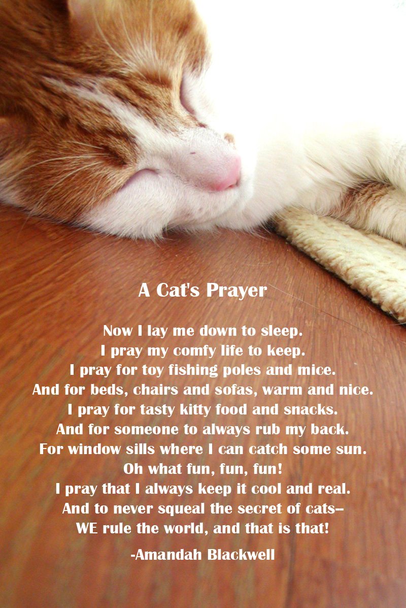 Quotes And Poems About Cats QuotesGram Quotes And Poems About Cats QuotesGram